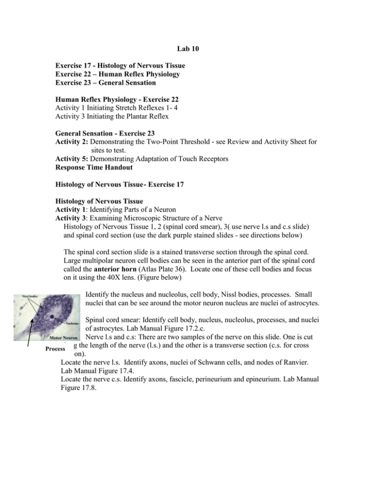 Nervous System Histology & Reflex Physiology Lab Manual