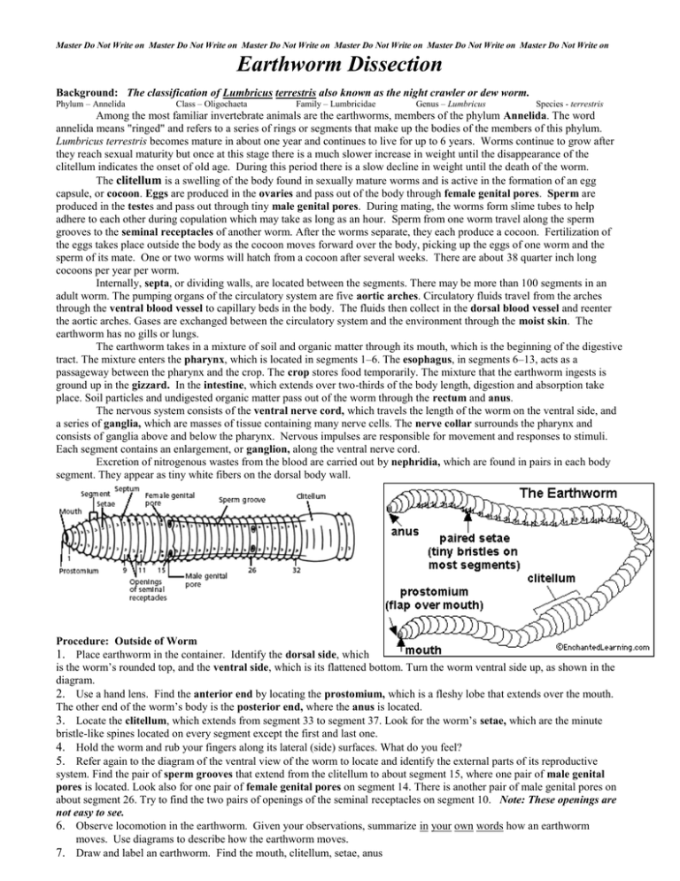 Earthworm Dissection