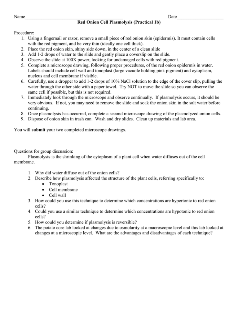Red Onion Cell Plasmolysis Lab: Osmosis & Cell Structure