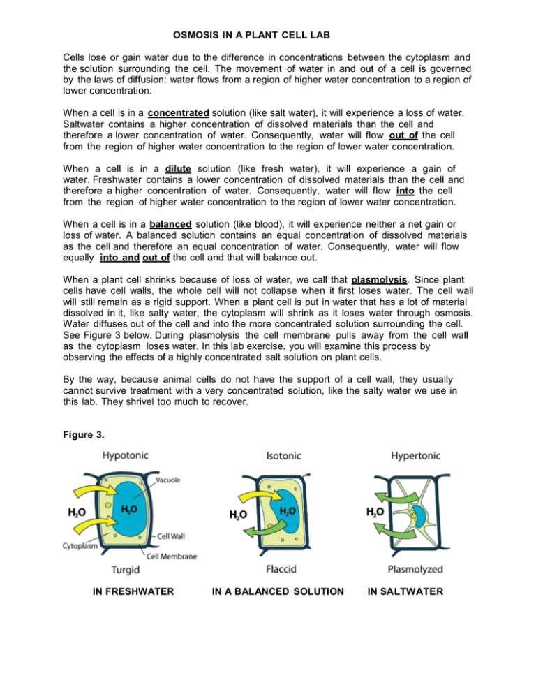 Osmosis in Plant Cells Lab: Red Onion Experiment