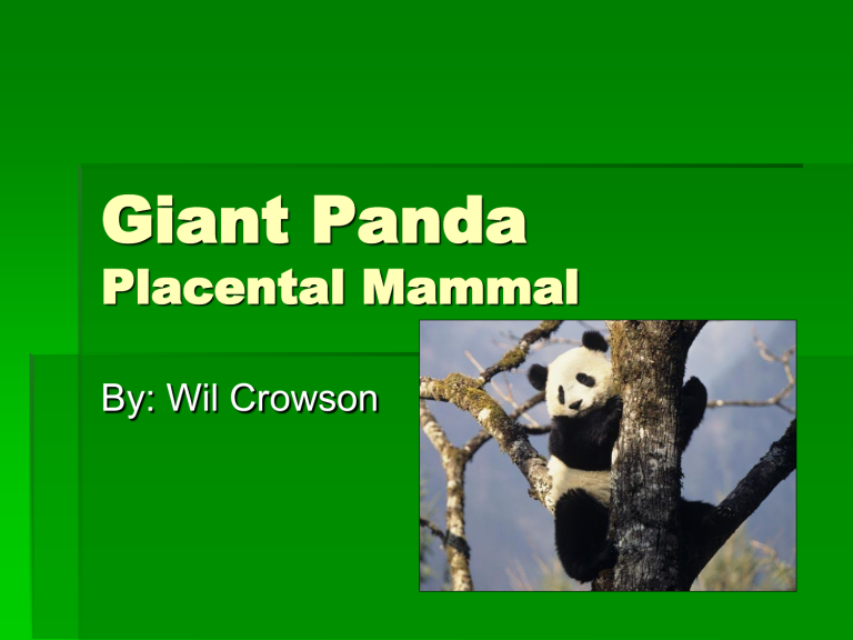 Giant Panda: Facts, Habitat & Conservation Status