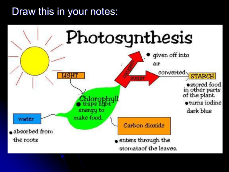 Photosynthesis Notes