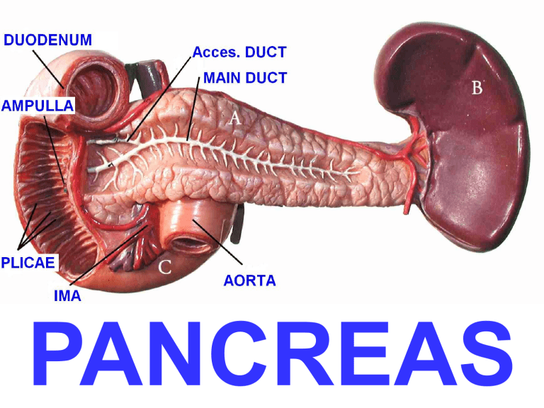 Pancreas Anatomy, Diseases & Neoplasms: A Medical Overview