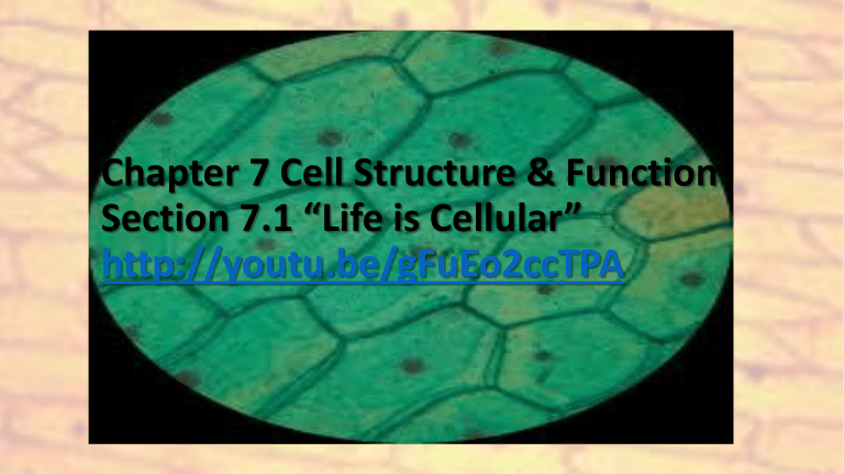 cell-structure-and-function
