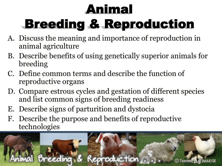 Animal Breeding & Reproduction: A Comprehensive Overview