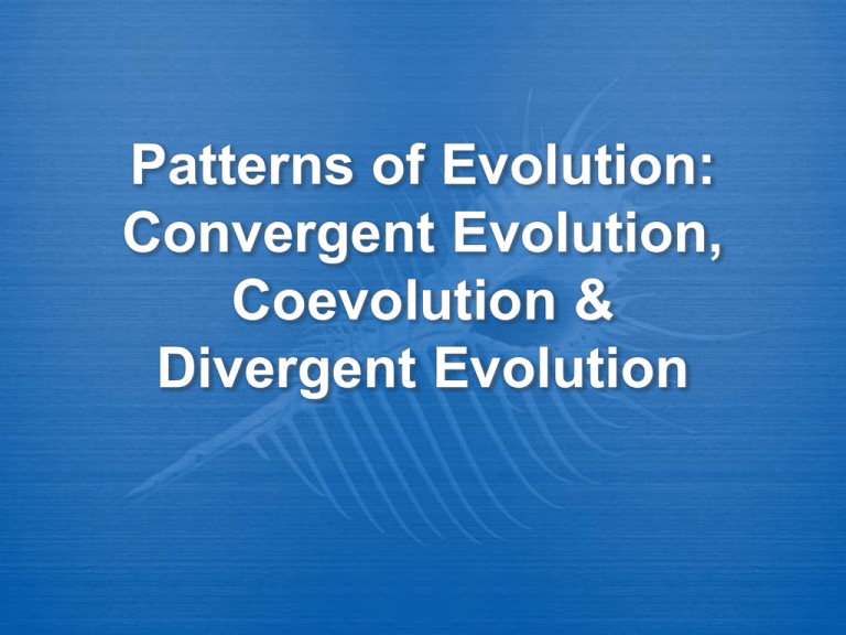 Patterns of Evolution: Convergent Evolution vs