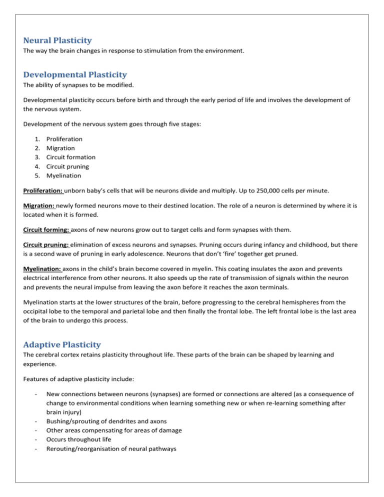 Neural Plasticity: Brain Development & Learning