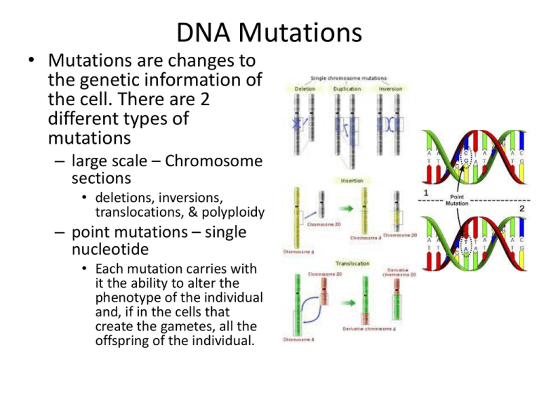 DNA Mutations: Types, Causes, and Effects