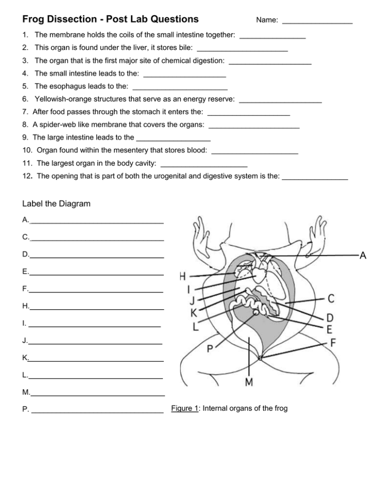 Frog Dissection Worksheet: Anatomy & Organ Identification