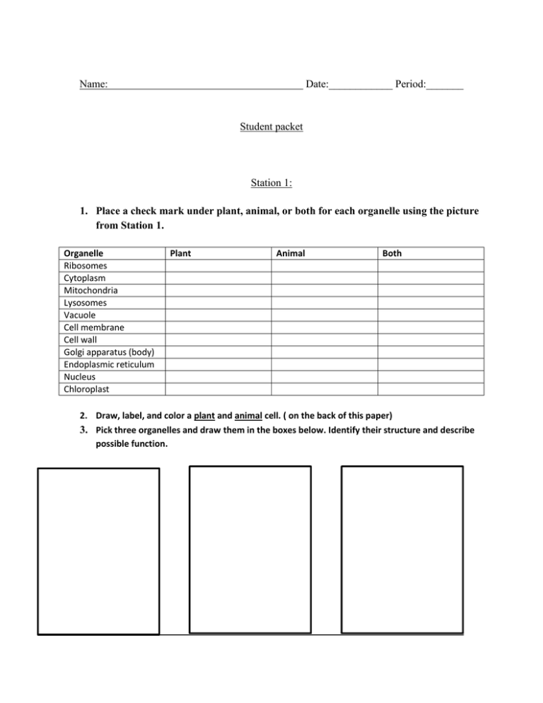 Cell Organelles Worksheet: Plant & Animal Cells