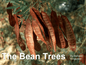 The Bean Trees