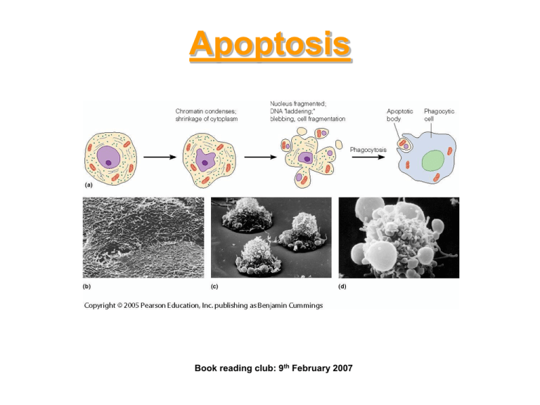 Apoptosis