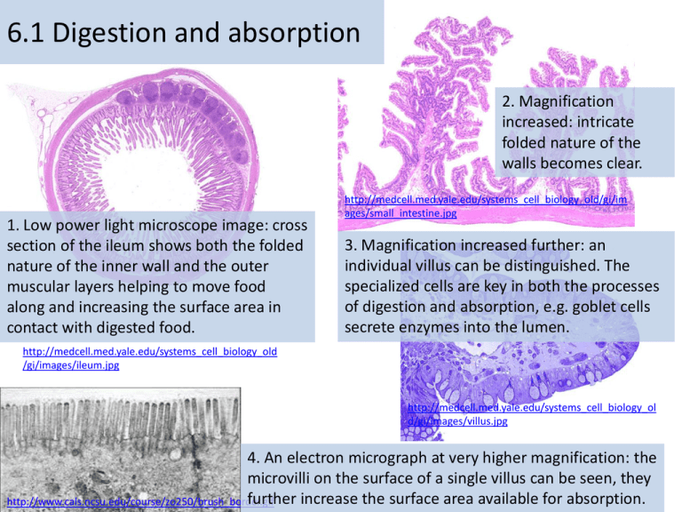 Digestion & Absorption: Small Intestine Structure & Function