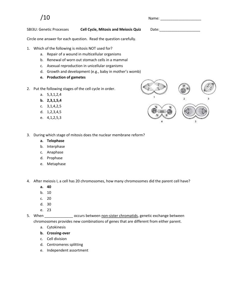 Cell Cycle, Mitosis, Meiosis Quiz - High School Biology