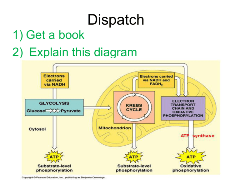 Cellular Respiration Worksheet: Glycolysis, Krebs, ETC