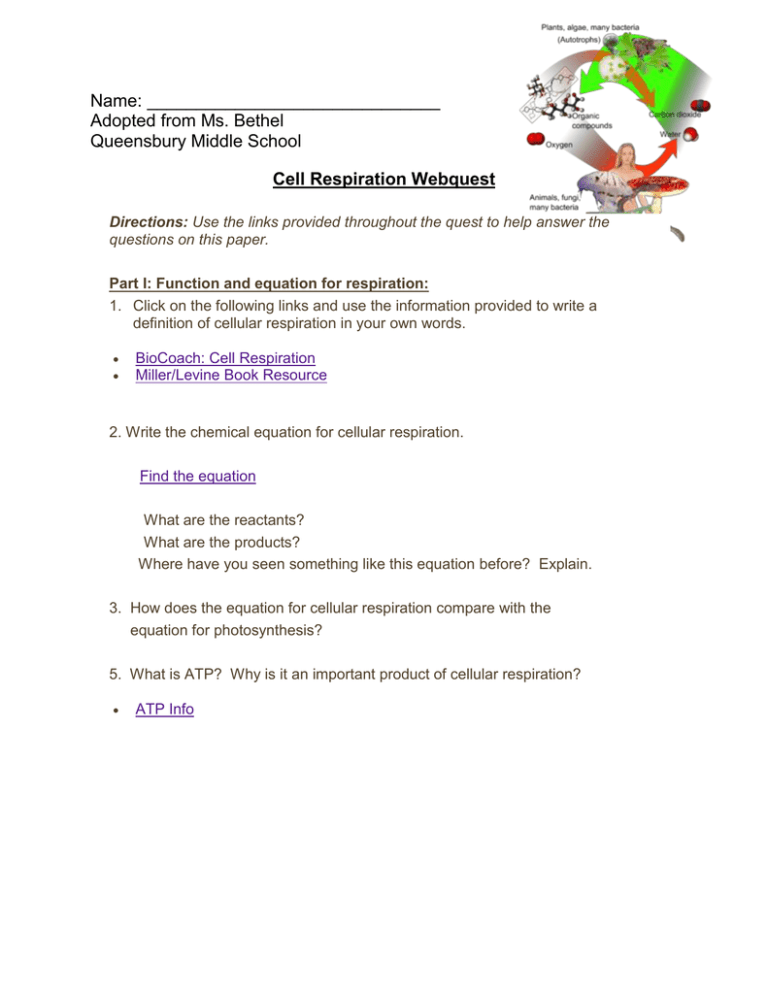 Cellular Respiration Webquest: Middle School Biology