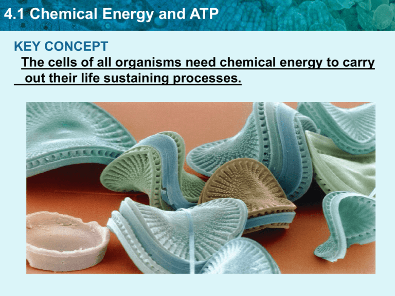 Chemical Energy and ATP: High School Biology
