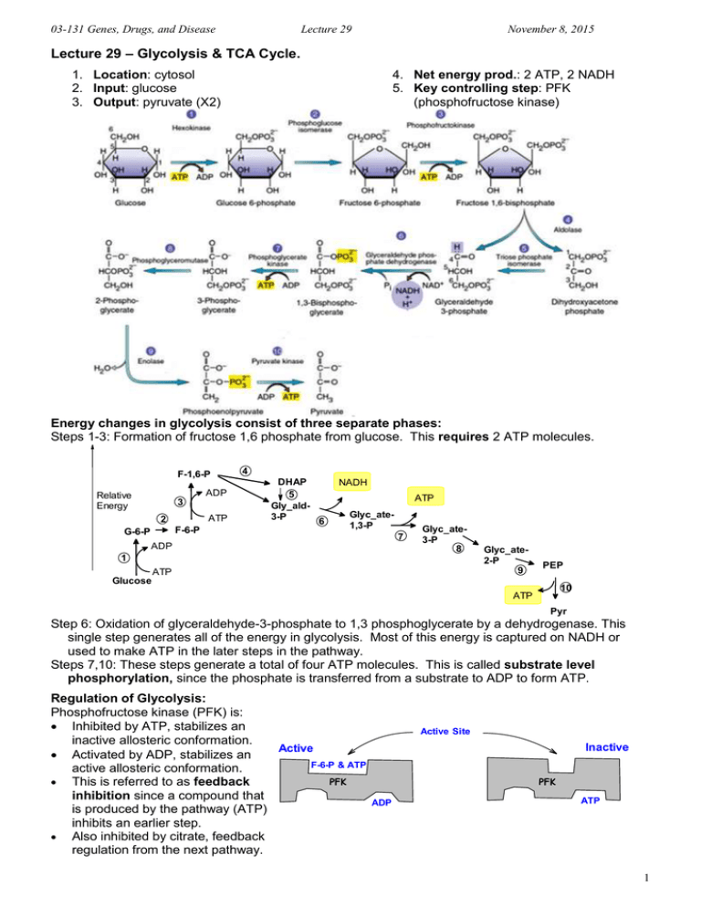 Lecture 29 – Glycolysis & TCA Cycle.
