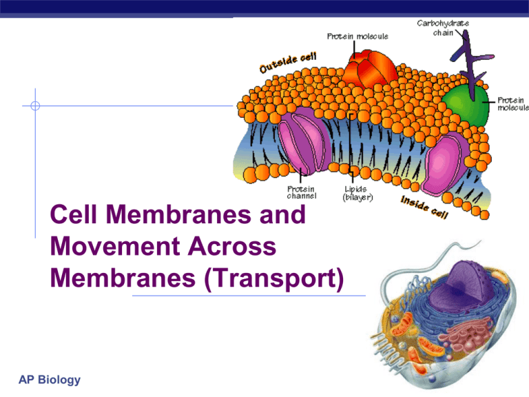 Cell Membranes and Transport