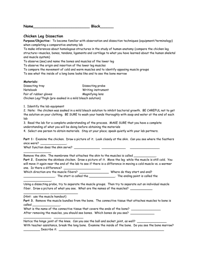 Chicken Leg Dissection Lab: Anatomy & Muscle Study