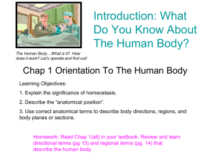 Anatomical Terms Worksheet