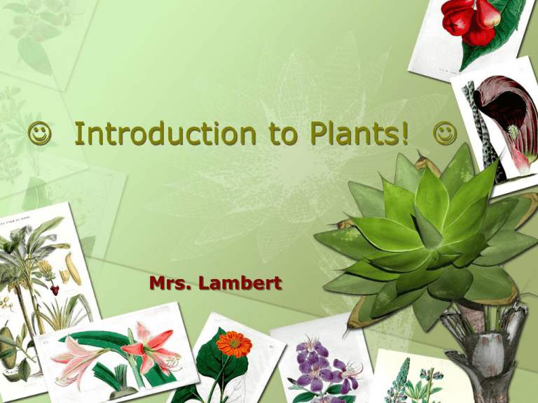 Plants pp-gl - Mrs-Lamberts-Biology