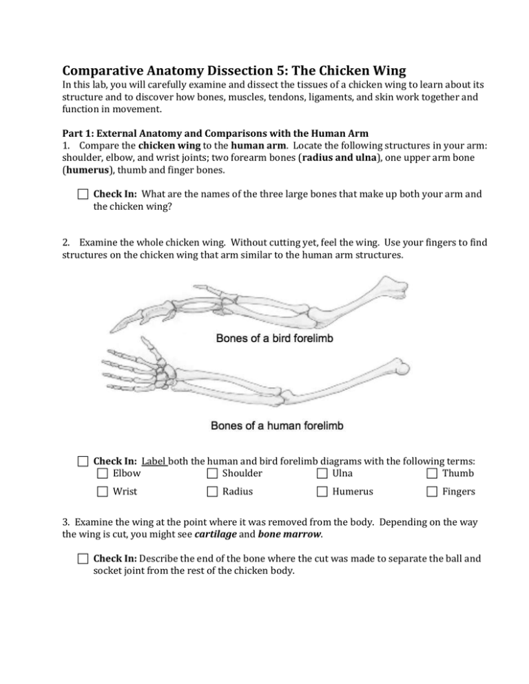 Chicken Wing Dissection: Anatomy Lab