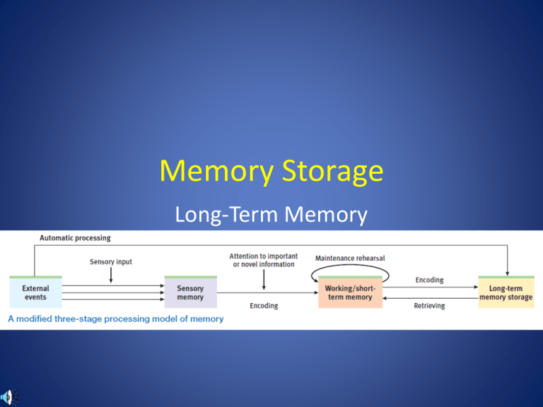 Memory Storage: Long-Term Memory Explained