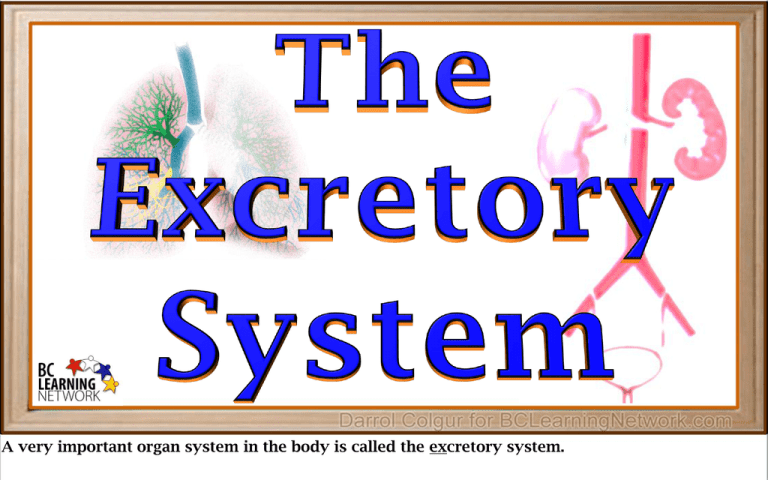 Excretory System: Lungs, Skin, and Urinary System