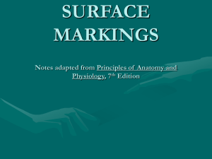 Bone Surface Markings: Anatomy & Physiology Study Guide