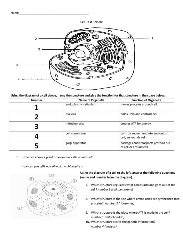 Cell Test Review Key