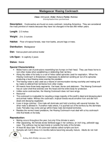 The Cockroach Poem Analysis by Kevin Halligan