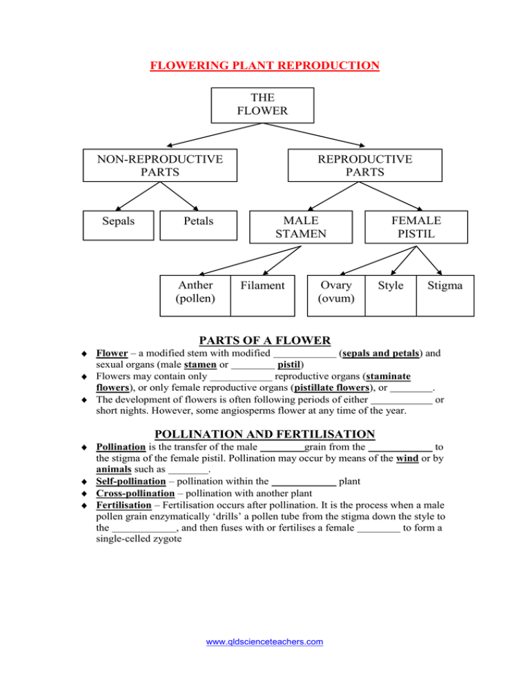 Flowering Plant Reproduction Worksheet