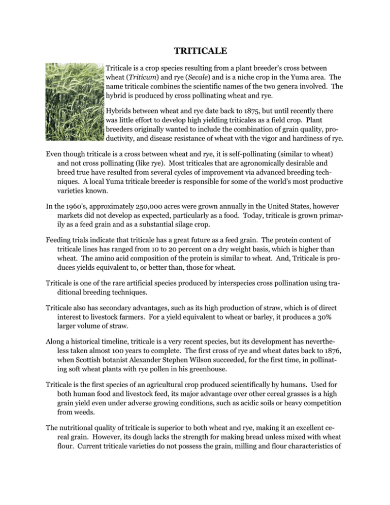 TRITICALE