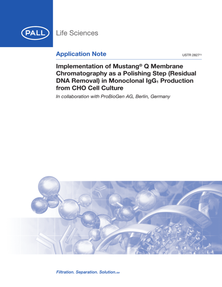 Mustang Q Chromatography for DNA Removal in IgG1 Production