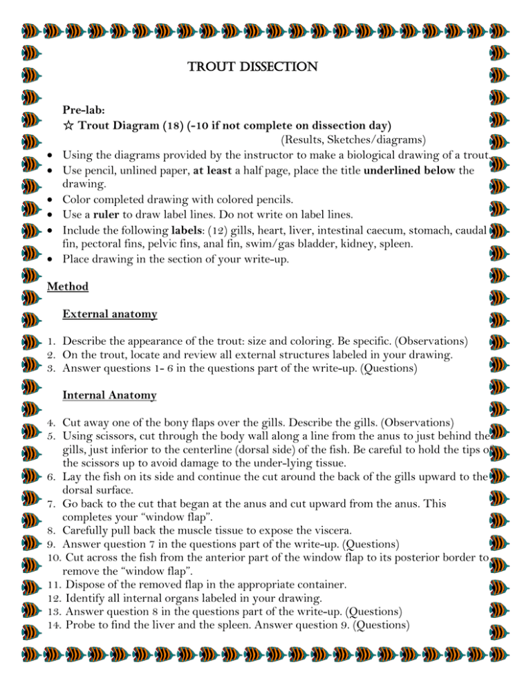 Trout Dissection Lab: Anatomy & Procedure