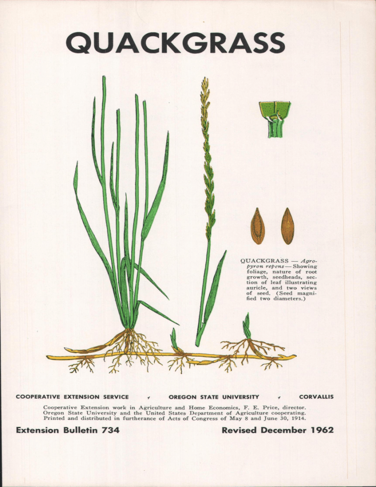 Quackgrass Identification & Control | Extension Bulletin