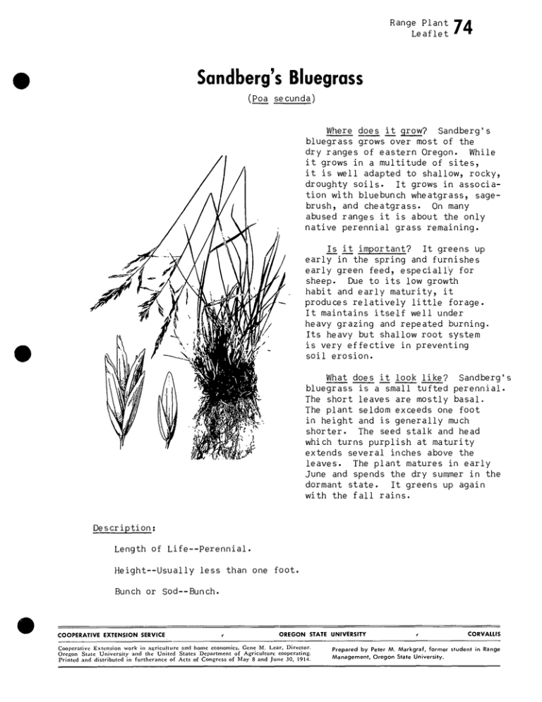 Sandberg's Bluegrass