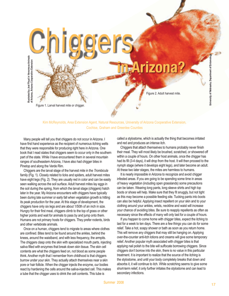 Chiggers in Arizona: Identification, Prevention & Treatment