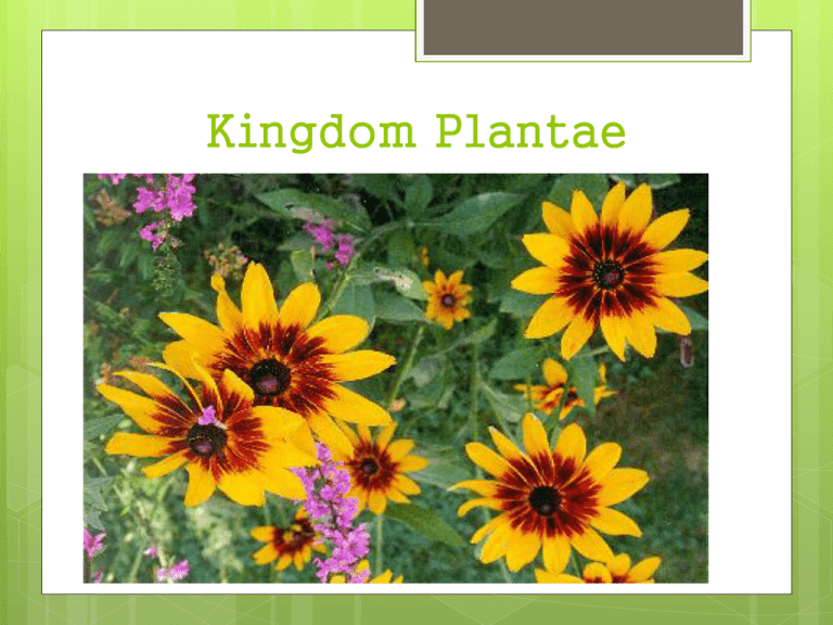 Kingdom Plantae