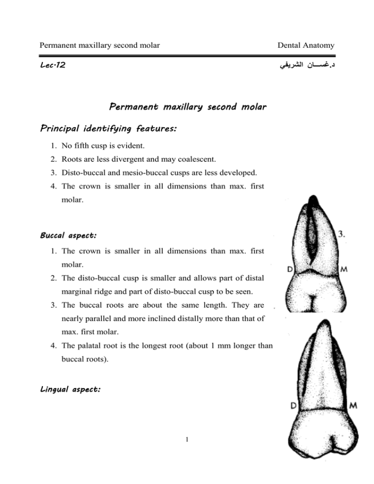 Maxillary Second & Third Molars: Dental Anatomy Lecture