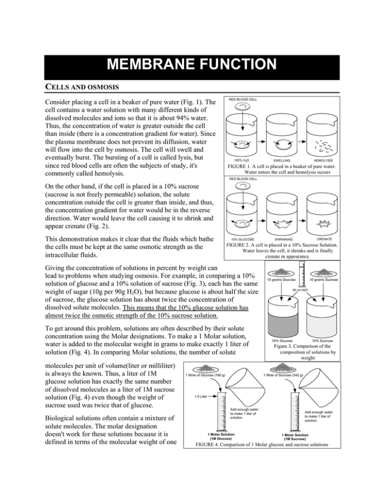 Cell Membrane Function: Osmosis & Permeability Lab
