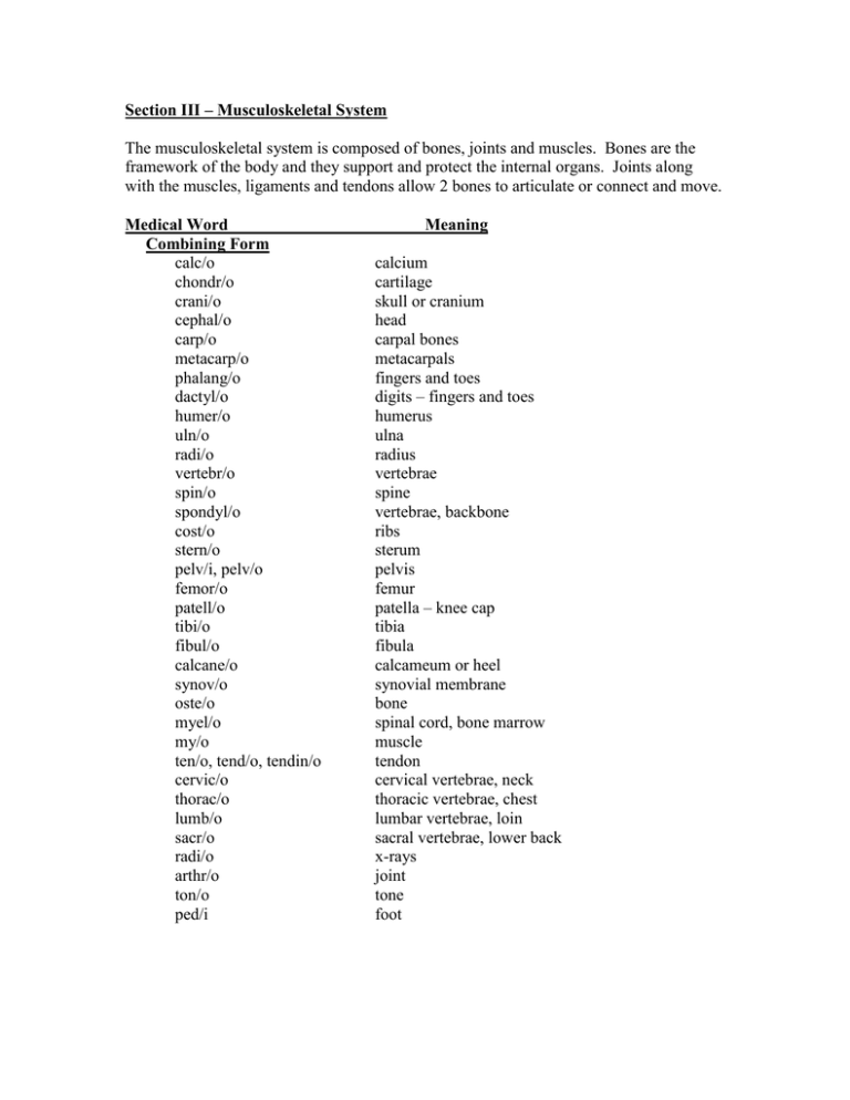 Musculoskeletal System Worksheet: Medical Terminology