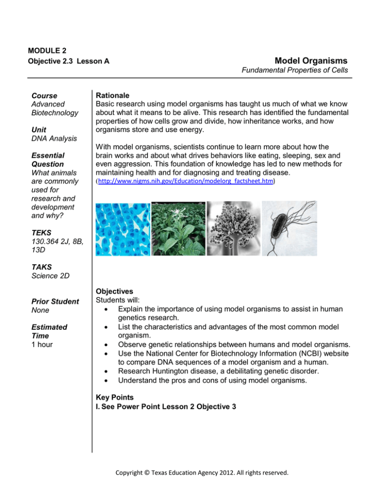Model Organisms: DNA Analysis Lesson Plan for Biotechnology