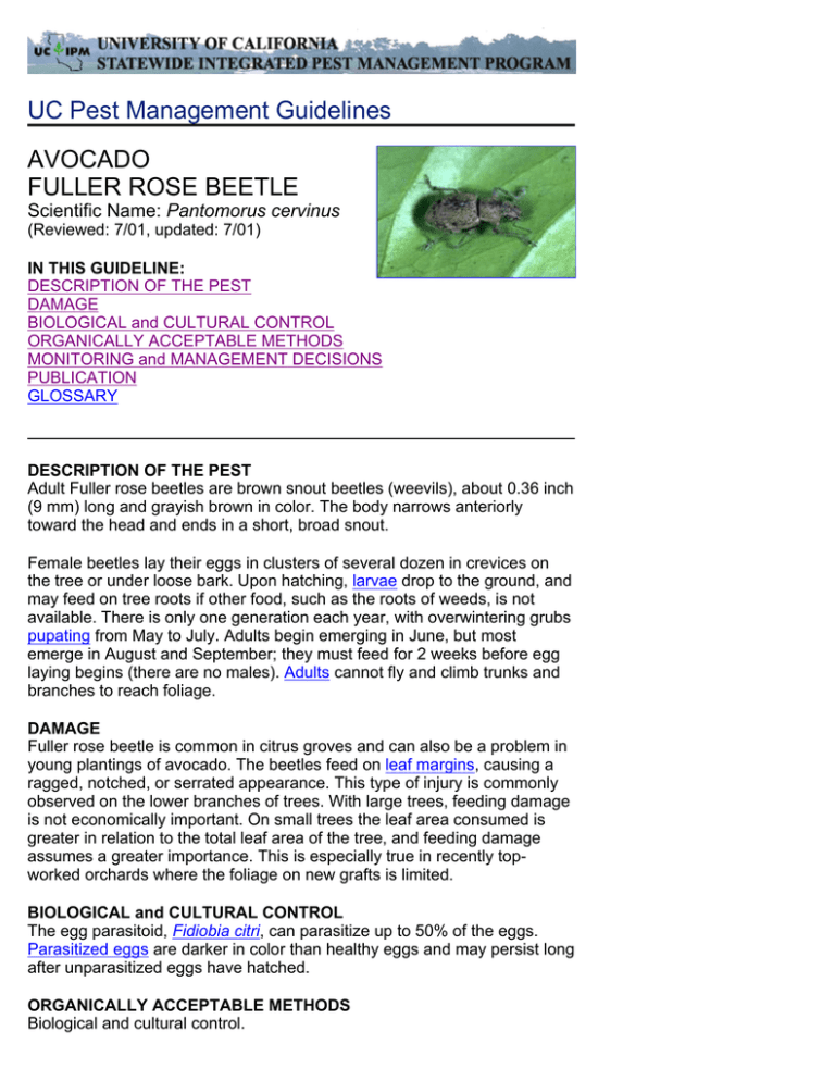 UC Pest Management Guidelines AVOCADO FULLER ROSE BEETLE Pantomorus ...