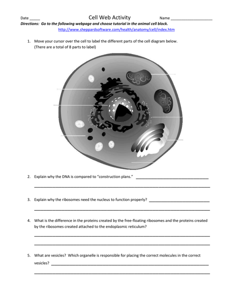 Cell Structure & Function Worksheet: Animal & Plant Cells