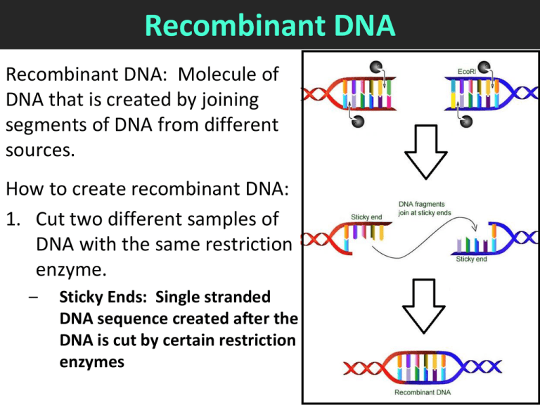 Recombinant DNA & Cloning: Genetic Engineering Explained