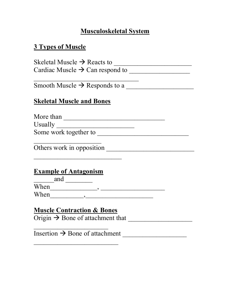 Musculoskeletal System 3 Types of Muscle Skeletal Muscle Reacts to