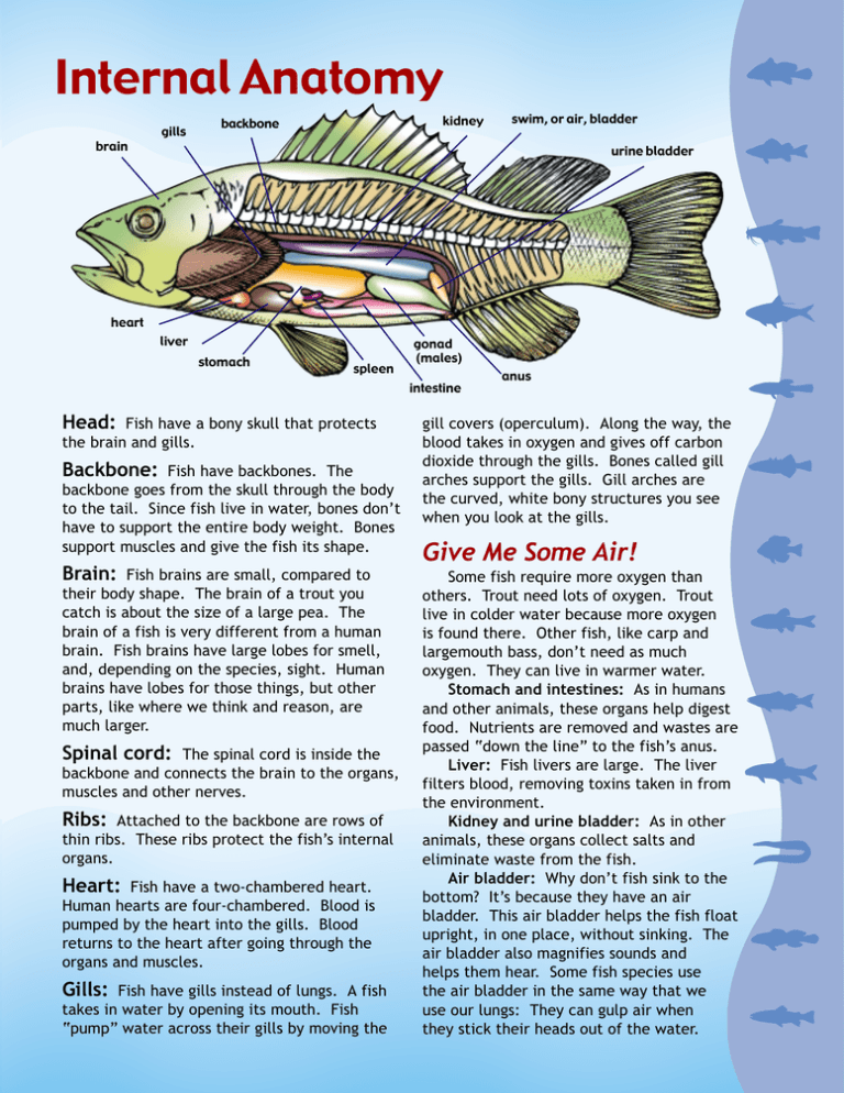 Fish Anatomy: Internal Organs and Their Functions