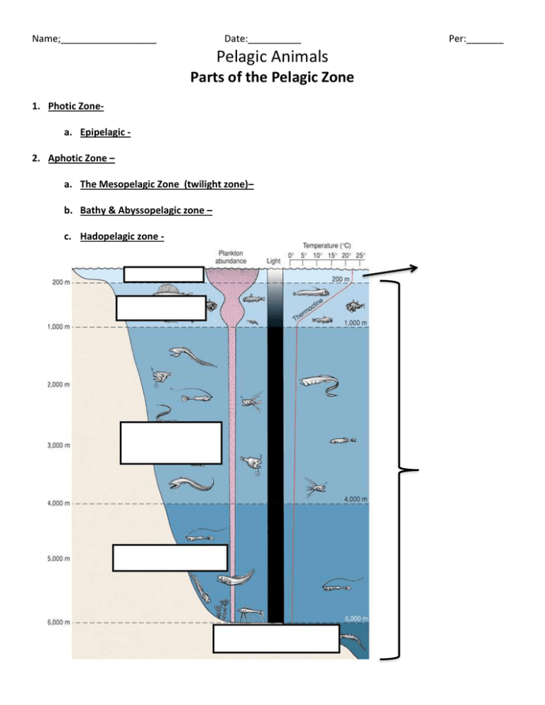 Pelagic Animals Parts of the Pelagic Zone